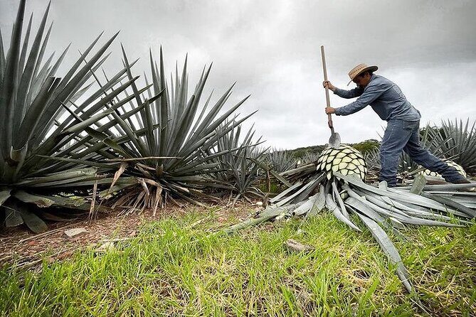 Private Tour one day in Guachimontones and La Fortaleza Distillery - Leisure in the Town of Tequila