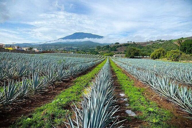 Private Tour one day in Guachimontones and La Fortaleza Distillery - Visiting Los Cantaritos for Refreshing Drinks