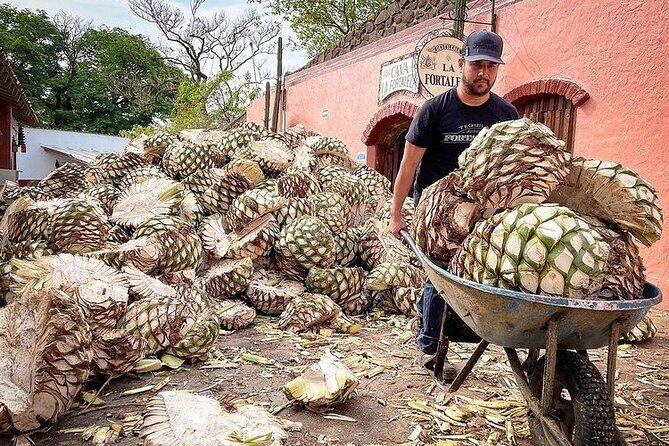Private Tour one day in Guachimontones and La Fortaleza Distillery - The Value of This Experience