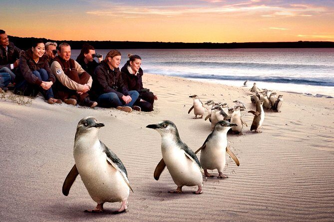 [Private Tour] Penguin Parade Phillip Island Tour. - A Closer Look at the Itinerary