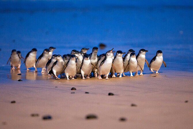 [Private Tour] Penguin Parade Phillip Island Tour. - Who Should Book This Tour?