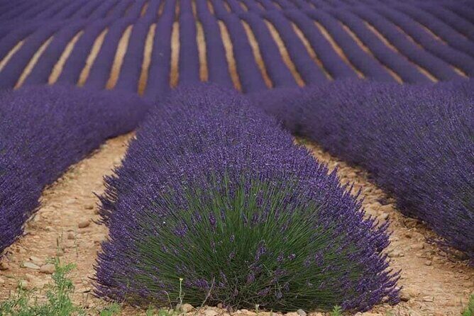 Private Tour Perched Villages of Luberon & (LAVENDER JUNE/JULY) - The Sum Up: Why This Tour Could Be Your Provence Highlight