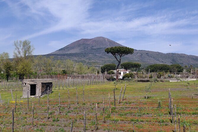 Private Tour Pompeii and Herculaneum - Transportation & Comfort