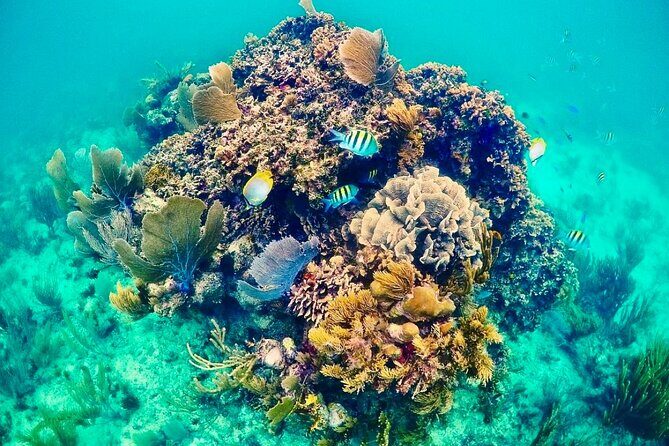 Private Tour Reefs and Corals Puerto Morelos Snorkel Lunch - Exploring the Itinerary in Detail