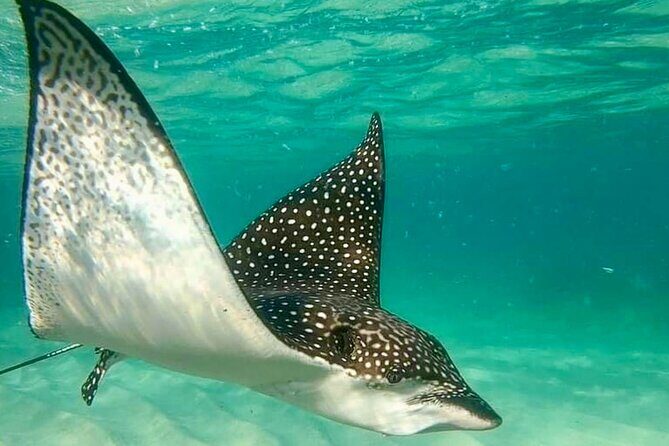 Private Tour Reefs and Corals Puerto Morelos Snorkel Lunch - The Sum Up: Who Is This Tour Best For?