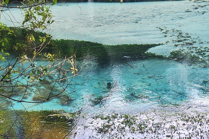 Private Tour Rotorua + Blue springs + WaiOtapu + Redwood forest - Key Points