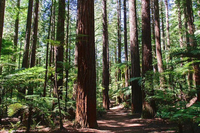 Private Tour Rotorua Shore Excursion up to 8 Passengers - Key Points
