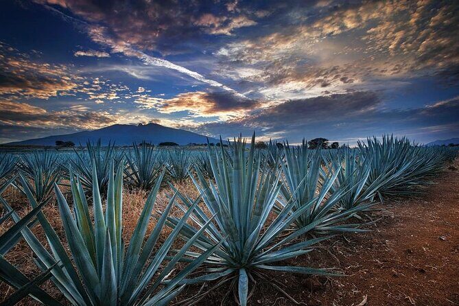 Private Tour Route Elaboration of Tequila in Guadalajara - The Sum Up: Is This Tour Worth It?