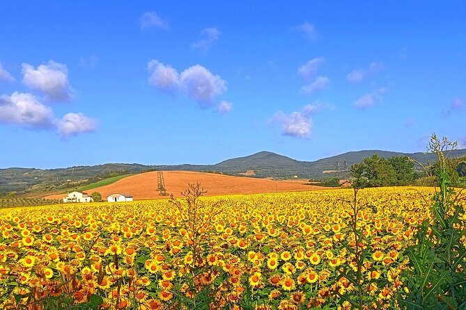 PRIVATE TOUR: Savor Exquisite Wines, Brunello & Nobile Wine Tour - Authentic Experiences and Local Insights