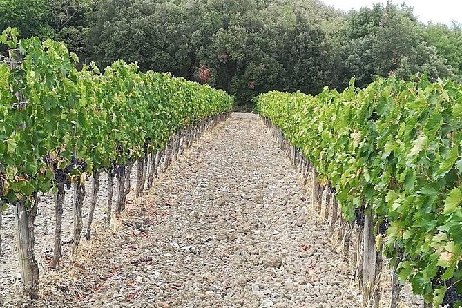 PRIVATE TOUR: Savor Exquisite Wines, Brunello & Nobile Wine Tour - The Overall Value