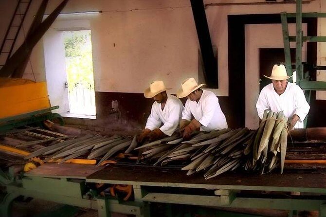 Private Tour: Sotuta de Peon Hacieda Day Trip - FAQs