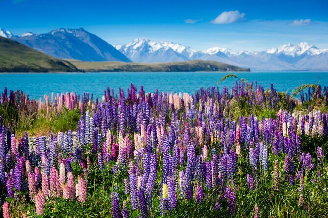 Private Tour Tekapo from Christchurch - Private Tour Tekapo from Christchurch: An In-Depth Review
