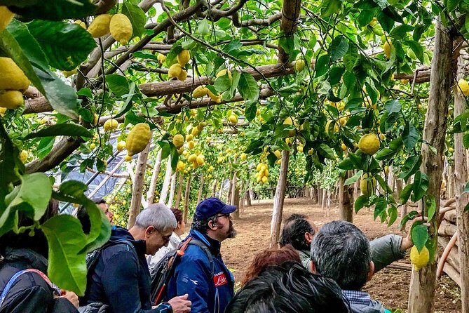 Private Tour: The Path of the Lemons - Exploring the Charm of the Amalfi Coast on The Path of the Lemons Tour