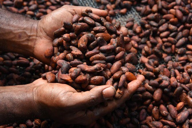 Private Tour to Aelan Chocolate Factory in Port Vila - Final Thoughts: Is the Aelan Chocolate Factory Tour Worth It?