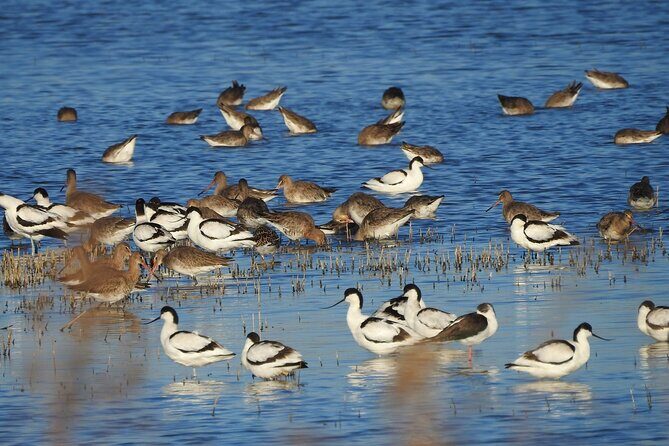 Private Tour to Arrabida with Wine and Cheese Tasting at the Mourisca Tide Mill - The Sum Up