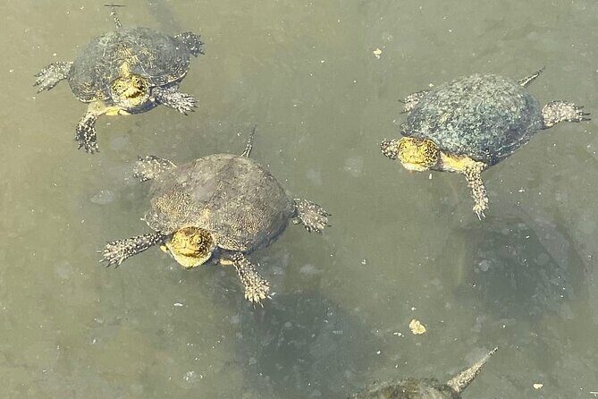 Private Tour to Butrint Park , Blue Eye and Lekursi Castle - Final Thoughts: Is This Tour Worth It?