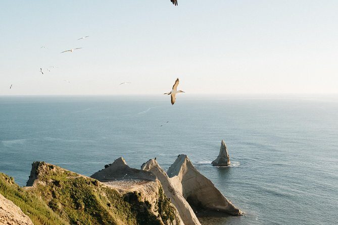 Private tour to Cape Kidnappers Gannet Colony - Who Will Love This Tour?