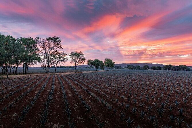 Private Tour to Distillery Tequila Ocho and Arandas - What’s Included and What’s Not