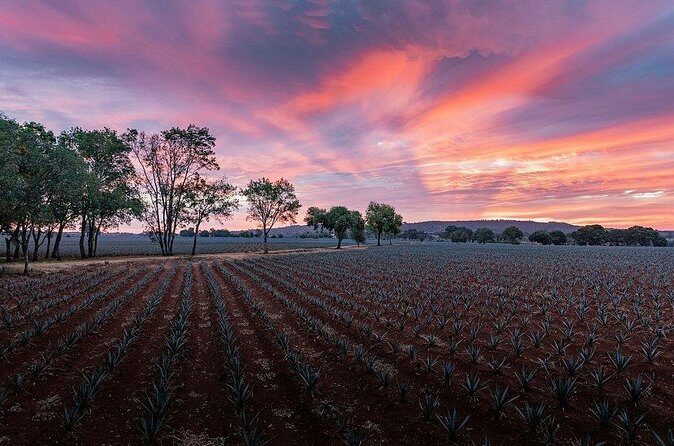 Private Tour to Distillery Tequila Ocho and Arandas - Practical Considerations