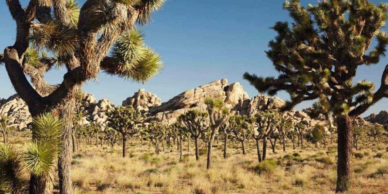 Private tour to Joshua Tree National park from Los Angeles - Exploring the Joshua Tree National Park Private Tour from Los Angeles