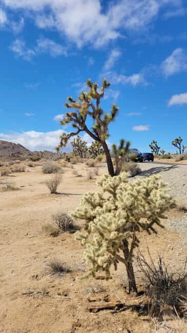 Private tour to Joshua Tree National park from Los Angeles - Why Choose This Private Joshua Tree Tour?