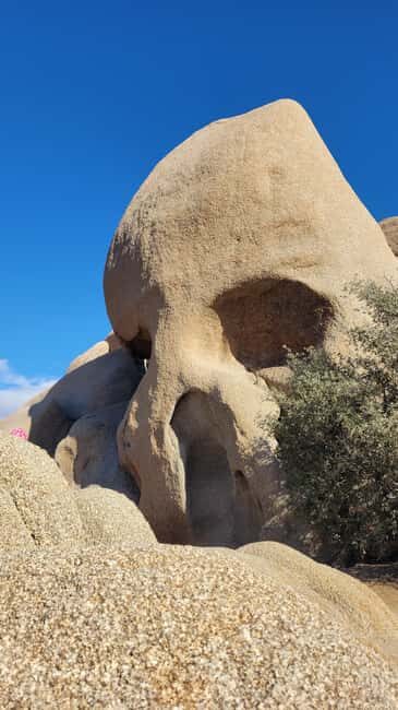 Private tour to Joshua Tree National park from Los Angeles - The Value in the Experience
