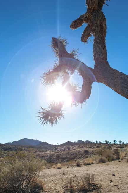 Private tour to Joshua Tree National park from Los Angeles - Practical Details and Considerations