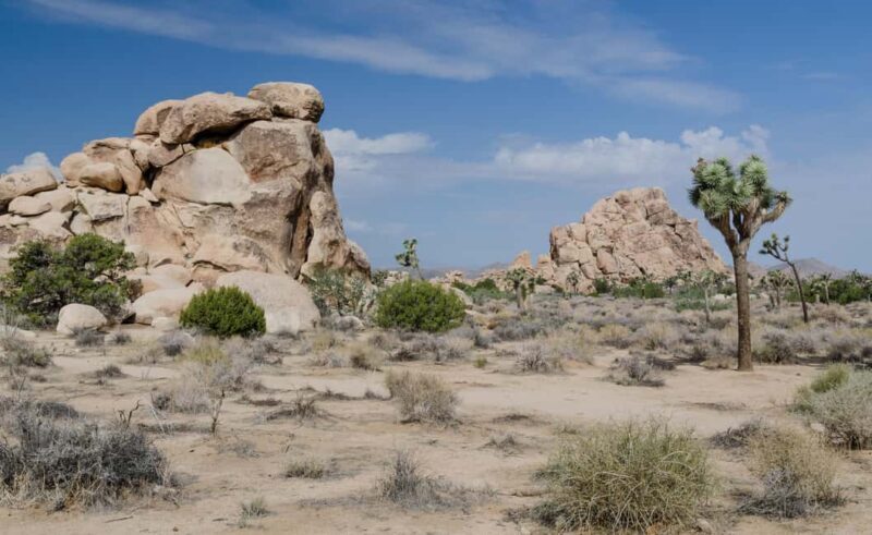 Private tour to Joshua Tree National park from Los Angeles - Authentic Experiences Highlighted by Reviews