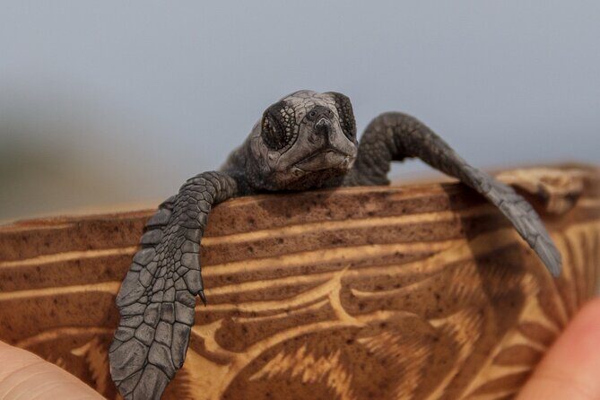 Private tour to release turtles with tickets included - FAQ