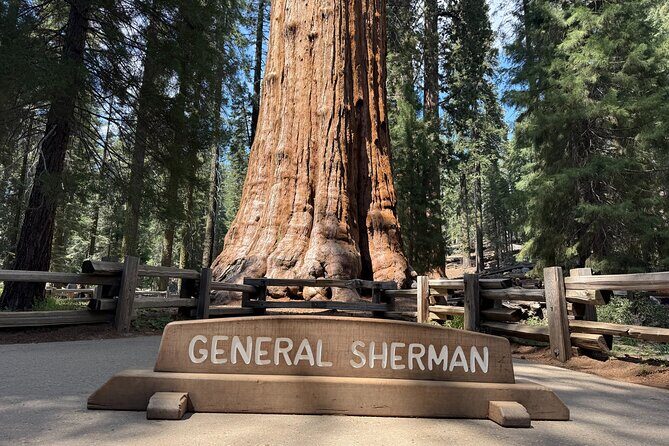 Private Tour to Sequoia and Kings Canyon National Parks - A Deep Dive into the Tour Experience