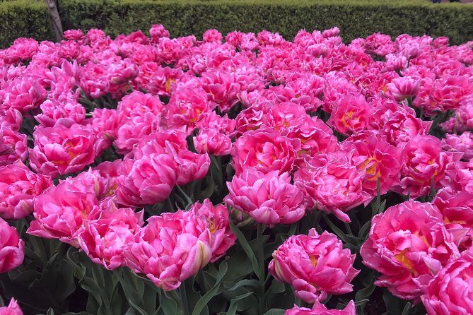 Private Tour to the Keukenhof and Tulip Fields - Key Points