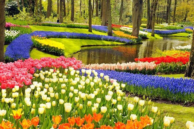 Private Tour to the Keukenhof and Tulip Fields - The Experience in Detail