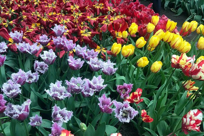 Private Tour to the Keukenhof and Tulip Fields - FAQ