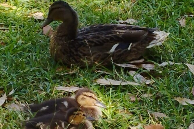 Private tour to the Royal Palace. - FAQs