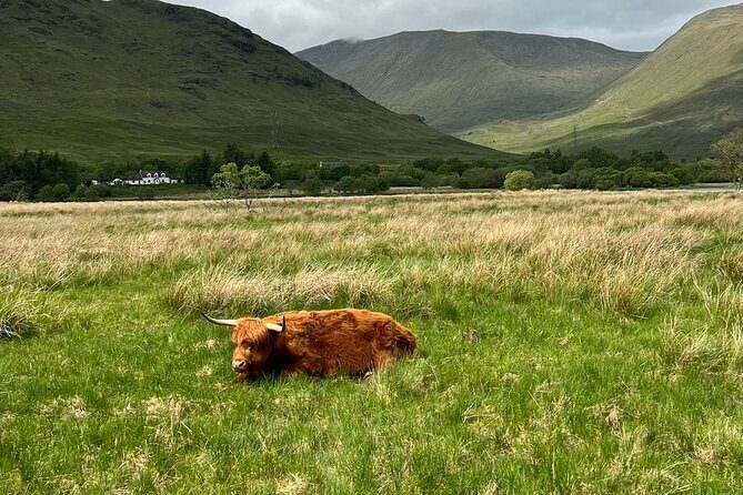 Private Tour to the Stunning Scottish Highlands & Glencoe - The Sum Up