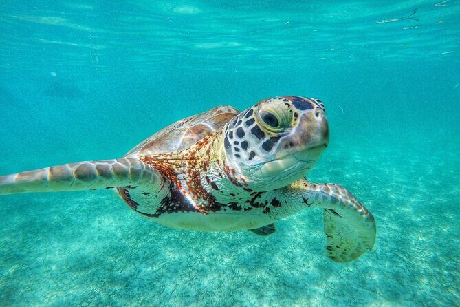 Private Tour to Tulum and Swimming with Turtles in Akumal - Authentic Experience and Personal Touch