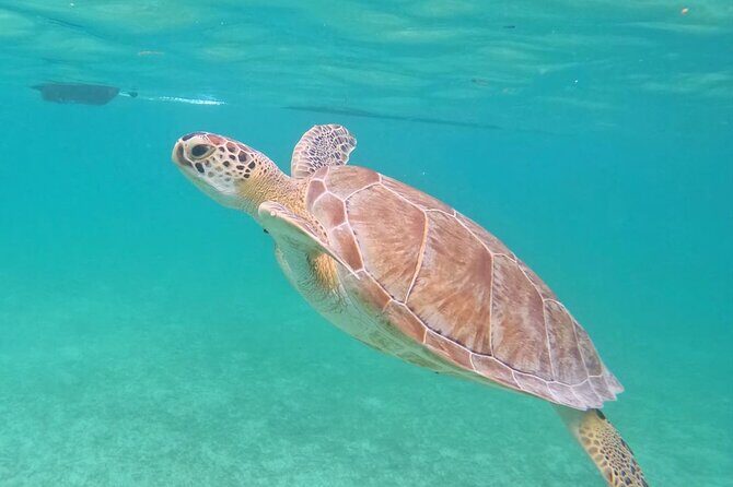 Private Tour to Tulum and Swimming with Turtles in Akumal - Who Is This Tour Best For?
