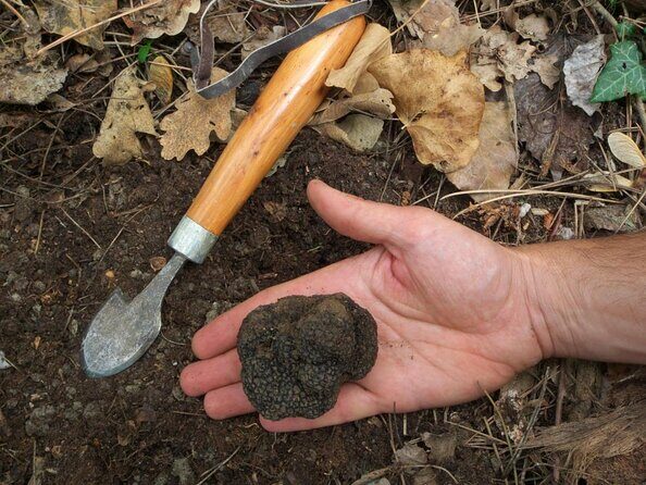 Private Tour: Truffle-Hunting Experience from Sorrento with Lunch - A Closer Look at the Private Truffle-Hunting Tour from Sorrento
