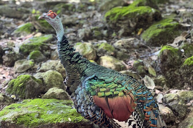 Private Tour Tulum Coba and Cenote - The Tulum Ruins: A Seaside Wonder