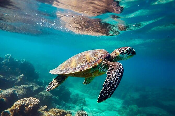 Private Tour Tulum Tortugas Cenote Beach All Inclusive - What Makes This Tour Stand Out?