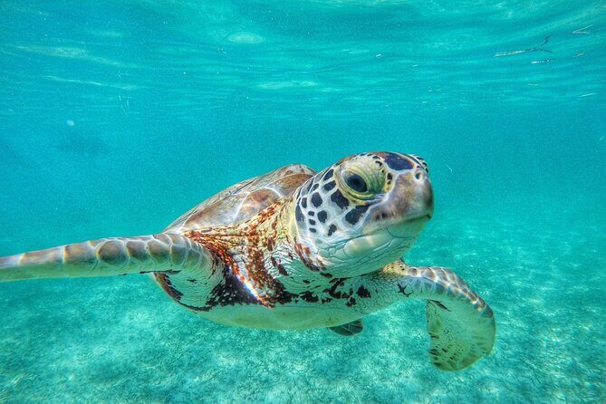 Private Tour: Turtle Swim & Underground Cenote - What Makes This Tour Stand Out?