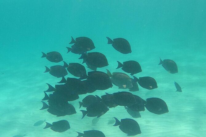 Private Tour: Turtle Swim & Underground Cenote - The Sum Up