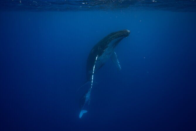 Private tour whale watching and snorkeling in Moorea - Key Points