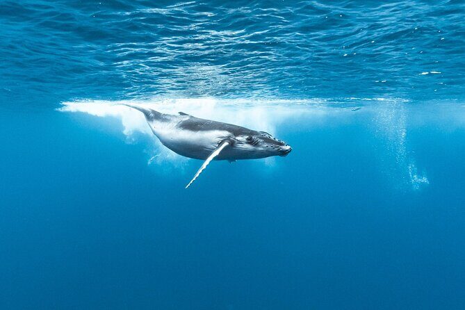Private tour whale watching and snorkeling in Moorea - The Sum Up