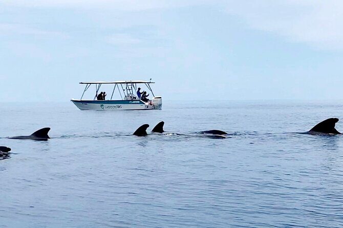 Private tour whale watching and snorkeling in Moorea - FAQ