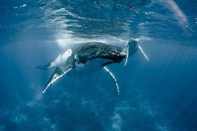 Private Tour Whale Watching BORA-BORA - Introduction