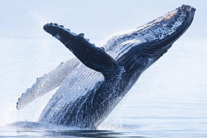 Private Tour Whale Watching Half Day Tour - Key Points: