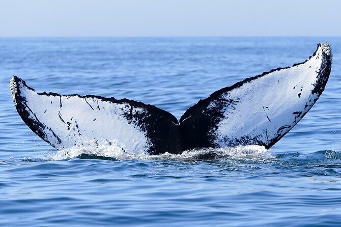 Private Tour Whale Watching Half Day Tour - The Experience: What You Can Expect