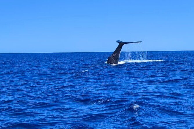 Private Tour Whale Watching Half Day Tour - Authenticity and Respect for Nature