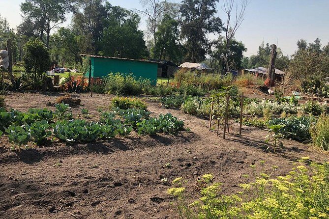 Private Tour: Xochimilco, Coyoacan and Frida Kahlo Museum. - FAQs